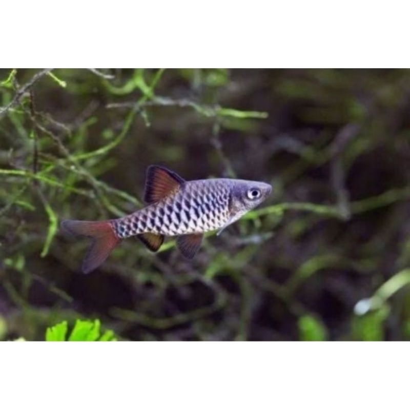 Jual checker barb | Shopee Indonesia