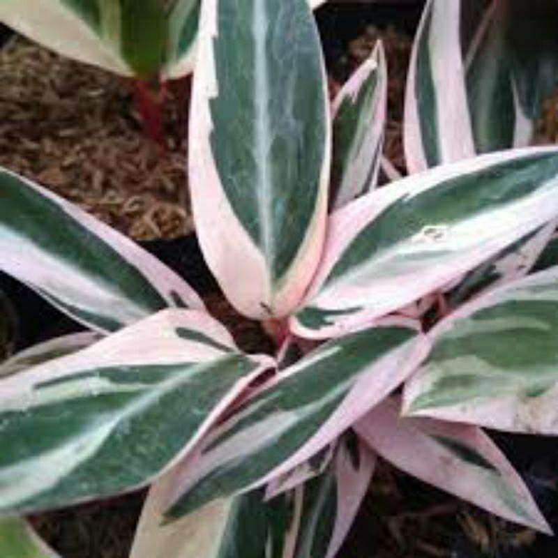 Jual Jual tanaman hias daun calathea merah putih ( Calathea Multicolour ...