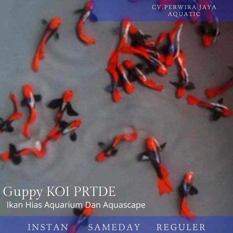 Jual Guppy Koi PRTDE Hiasan Aquarium Aquascape dan Kolam | Shopee Indonesia