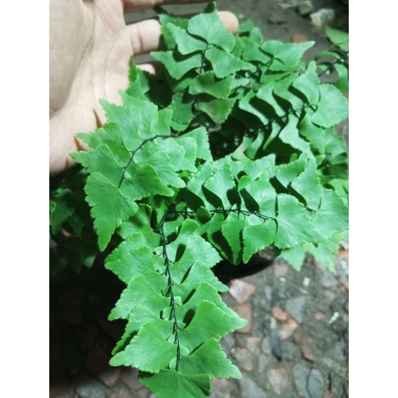 Jual adiantum /suplir kelelawar/kalong,tanaman hias,tanaman indoor ...