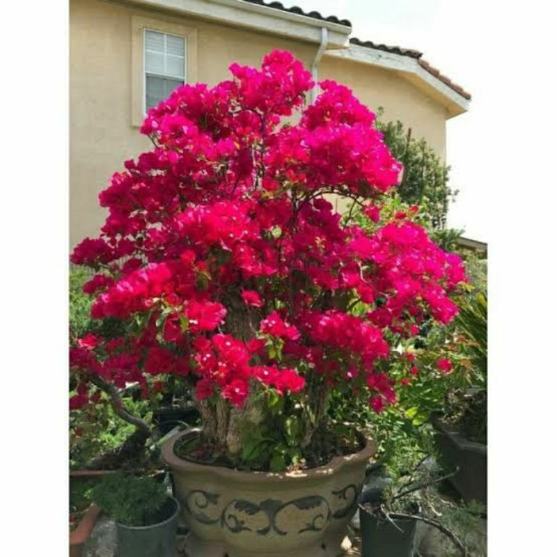 Jual Bunga Bougenville merah 1 warna bunga kertas | Shopee Indonesia