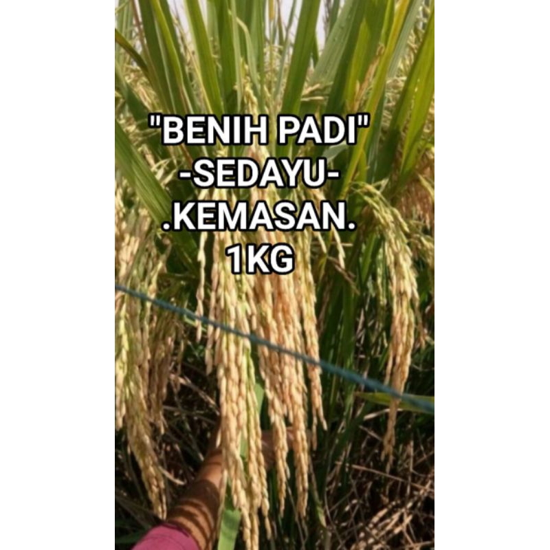 Jual Benih Padi Sedayu padi berkualitas super/ 1kg | Shopee Indonesia