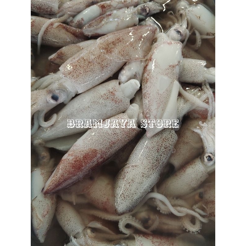 Jual Cumi Ukuran Sedang Fresh Bisa Dibersihkan | Shopee Indonesia