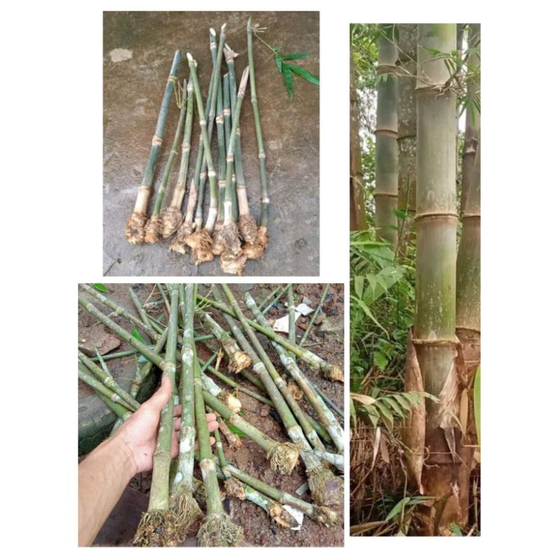 Jual bibit bambu petung, bambu Bitung,bambu bokol paket hemat /12 ...