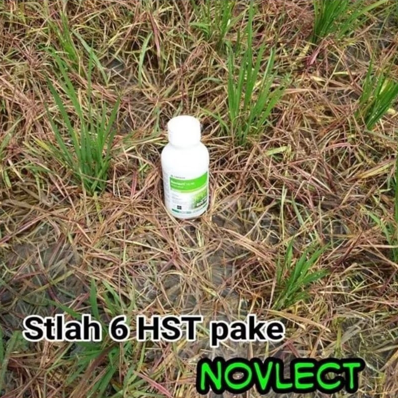 Jual Novlect 120EC 500ml herbisida sistematik pembunuh rumput, pada ...