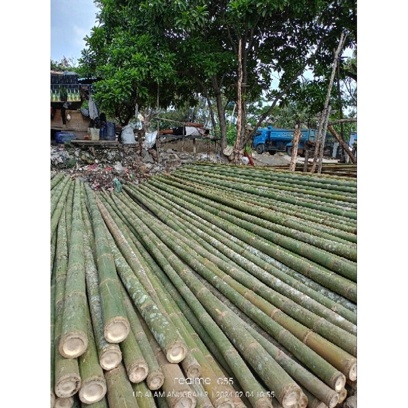 Jual bambu steger uk 8/10 panjang 6m (MIN ORDER 50 BTG) | Shopee Indonesia