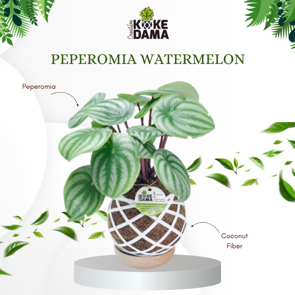 Jual Kokedama Peperomia Watermelon by Creative Kokedama | Shopee Indonesia
