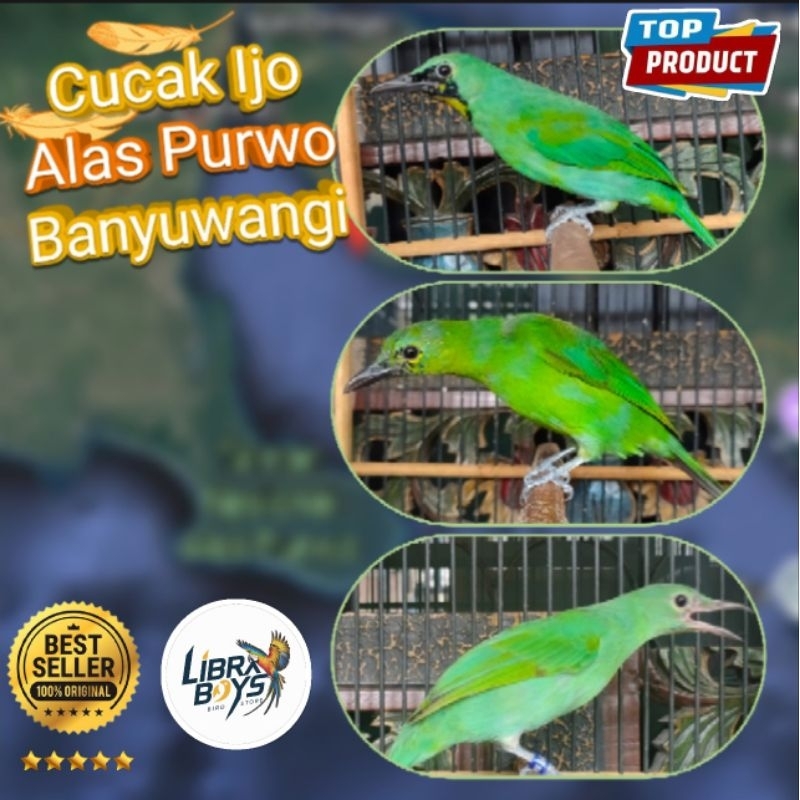 Jual Cucak Ijo Jantan Banyuwangi Alas Purwo Bebeciu Trotolan-Nopeng-Ph ...