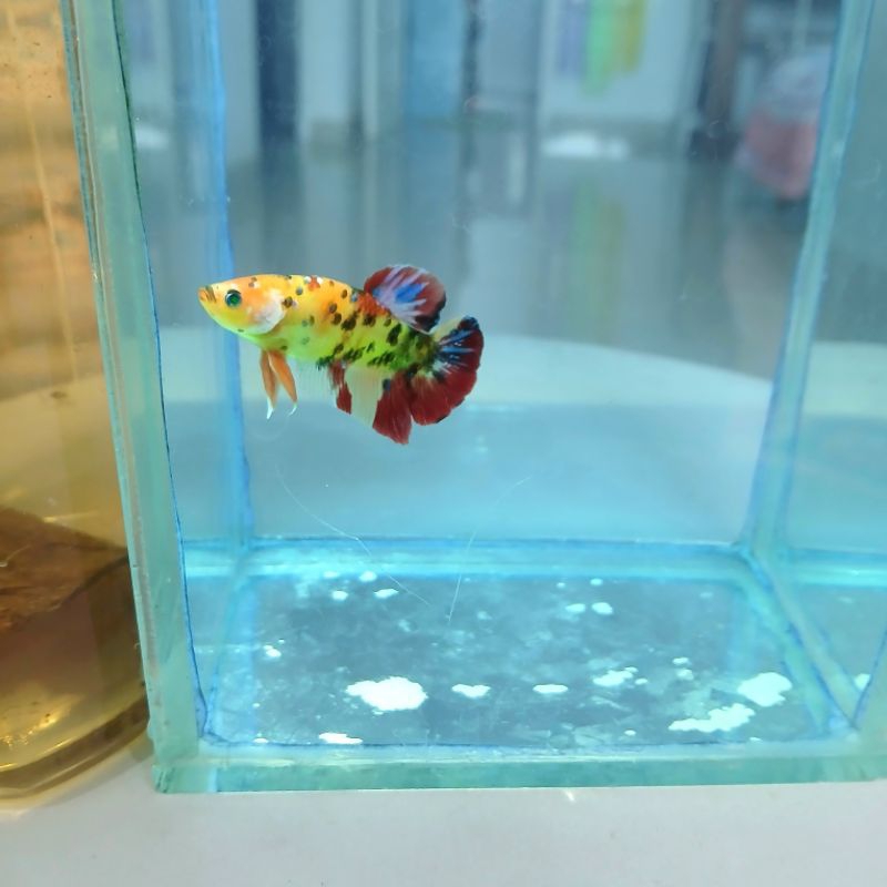 Jual Hiasan Aquarium Plakat Glowfish Multicolour ( Cupang ) | Shopee ...