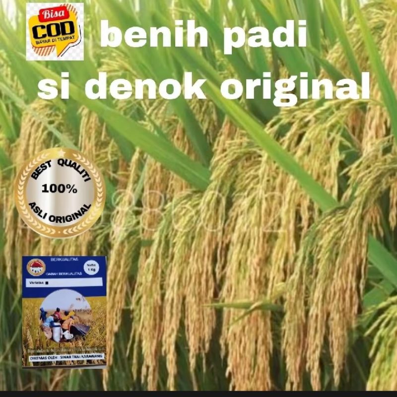 Jual BENIH PADI SI DENOK ORIGINAL KUALITAS UNGGUL | Shopee Indonesia