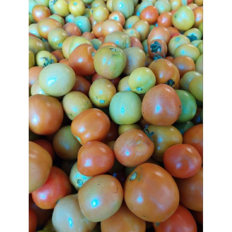Jual Tomat 500gram | Shopee Indonesia