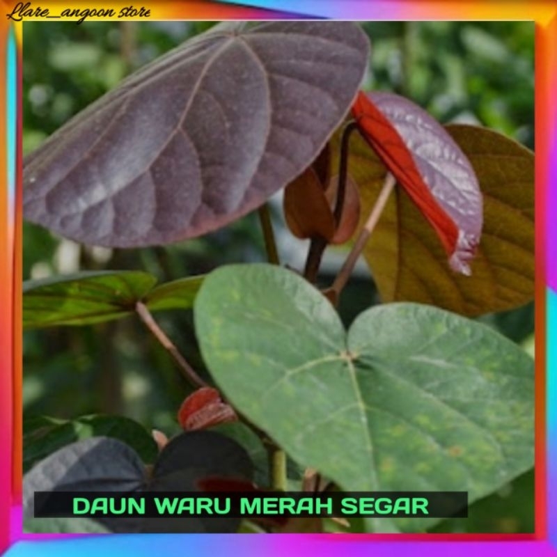 Jual DAUN WARU MERAH/ DAUN WARU/per 1 lembar | Shopee Indonesia