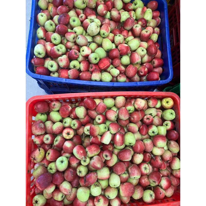 Jual Apel Ana Kecil Cherry Mini 1kg Isi 24-30 Buah, Rasa Asam Manis ...