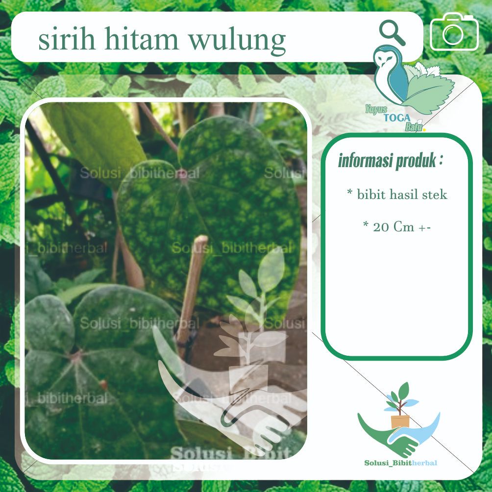 Jual Sirih hitam herbal wulung bukan yang asli papua | Shopee Indonesia