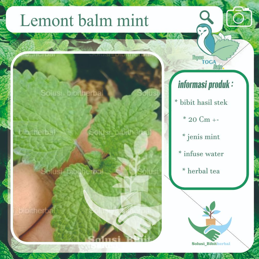 Jual Lemon balm mint | Shopee Indonesia