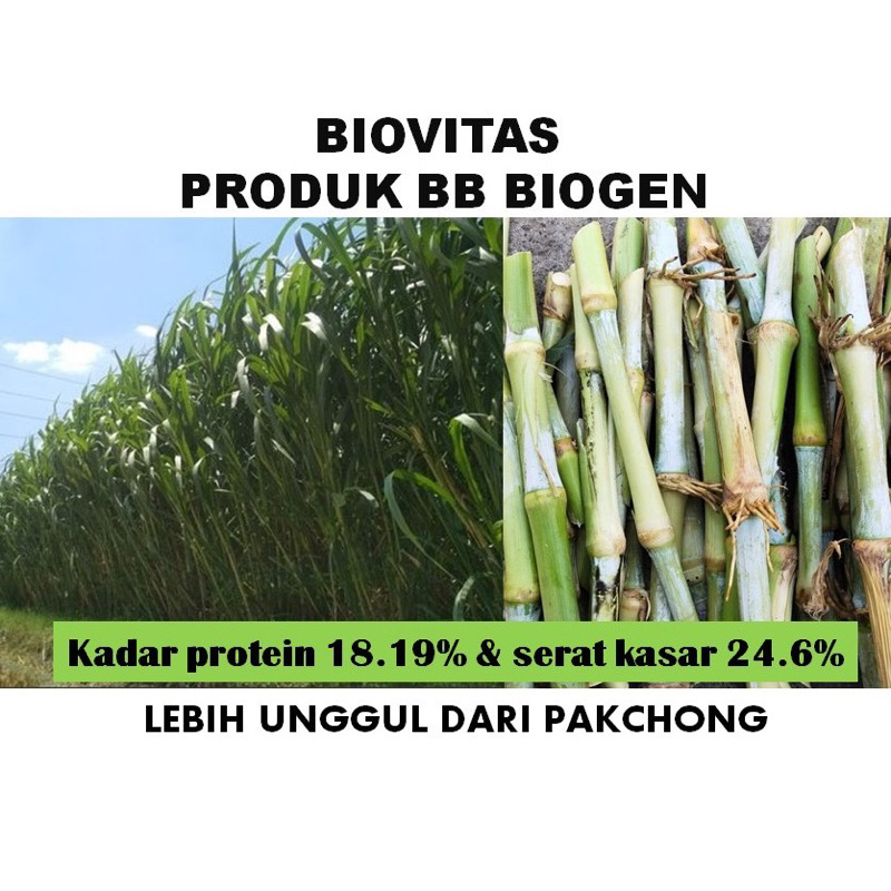 Jual Bibit Rumput Biovitas BB Biogen 1kg unggul tahan kekeringan ...