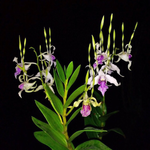 Jual Anggrek Dendrobium Stratiotes (Spesies Papua) | Shopee Indonesia