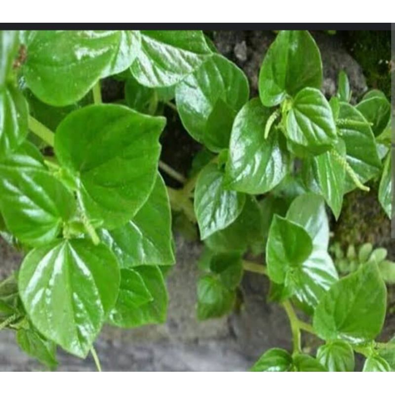 Jual Tanaman Herbal Daun Suruhan atau pohon tumpangan air 100 gram ...