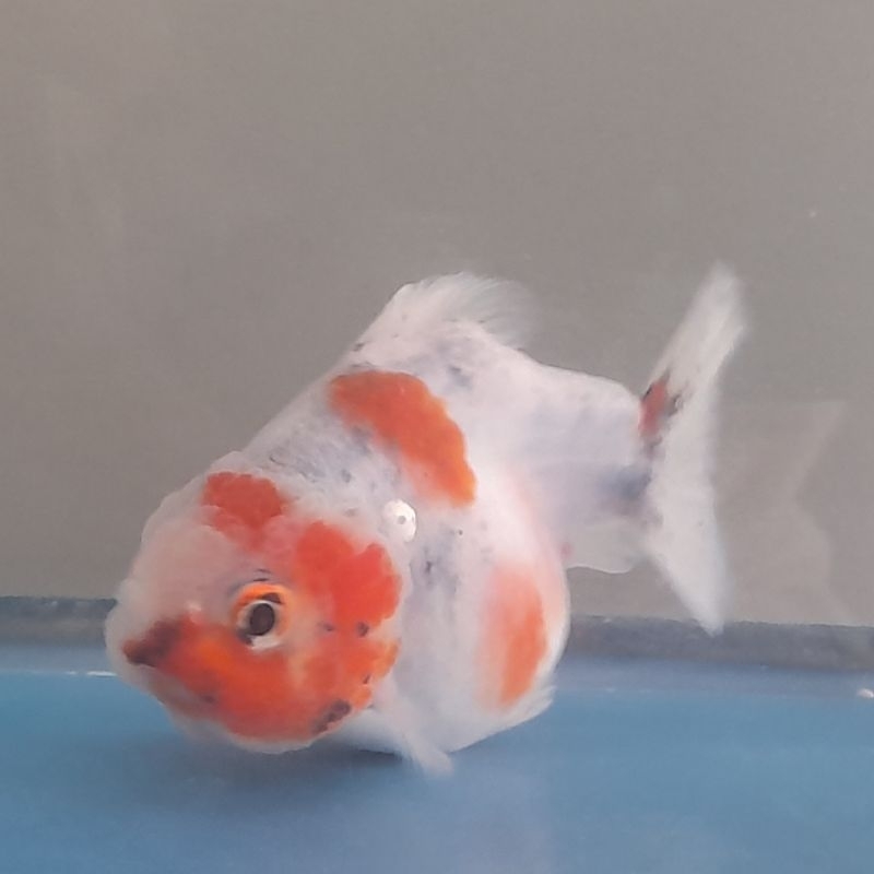 Jual ikan mas koki ranchu shark | Shopee Indonesia