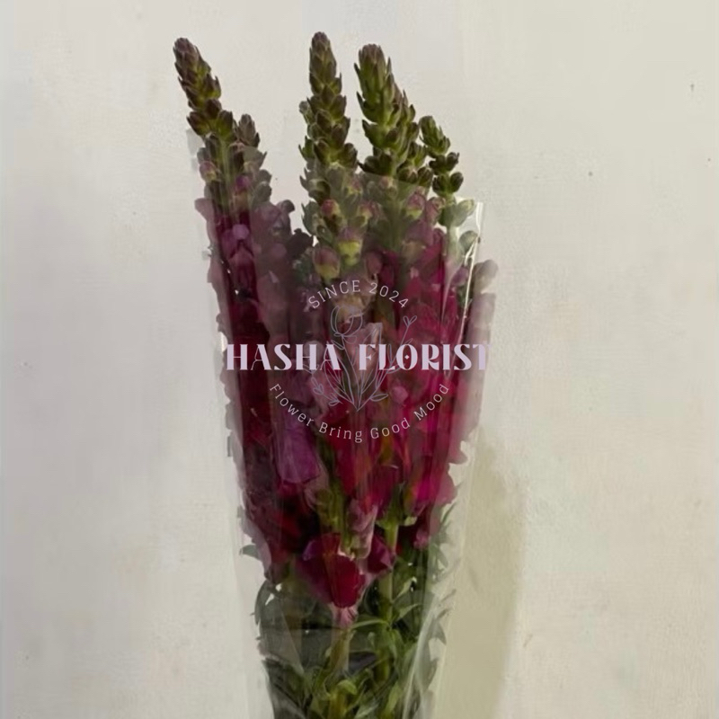 Jual Bunga Snapdragon Fresh 10 TANGKAI ( Bunga Segar Jakarta ) - By ...