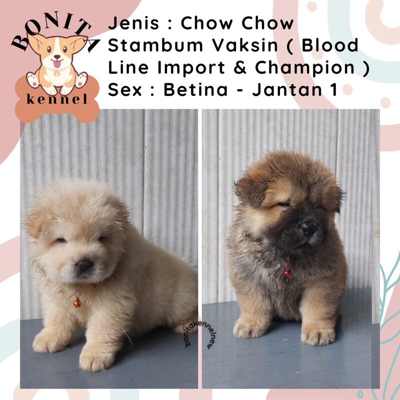 Jual Chow Chow Stambum Anak Anjing Chow Chow Jantan Betina | Shopee ...