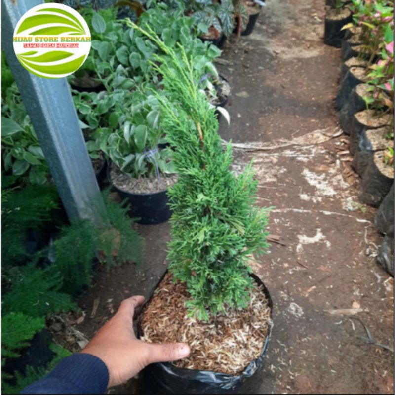 Jual Bibit Cemara Kuanda / Cemara Lilin Pohon Hias Super CANTIK ...