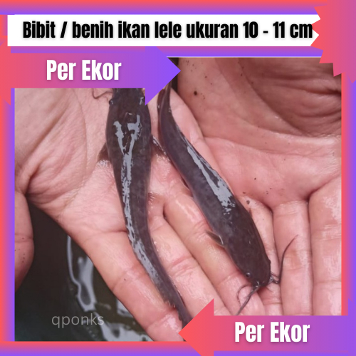 Jual Bibit / benih ikan lele ukuran 10 - 11 cm per ekor | Shopee Indonesia