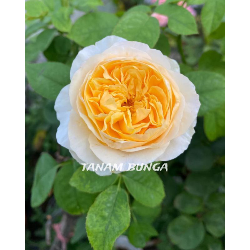 Jual Tanaman Hidup Bunga Mawar Import Juliet Berbunga Wangi | Bunga ...