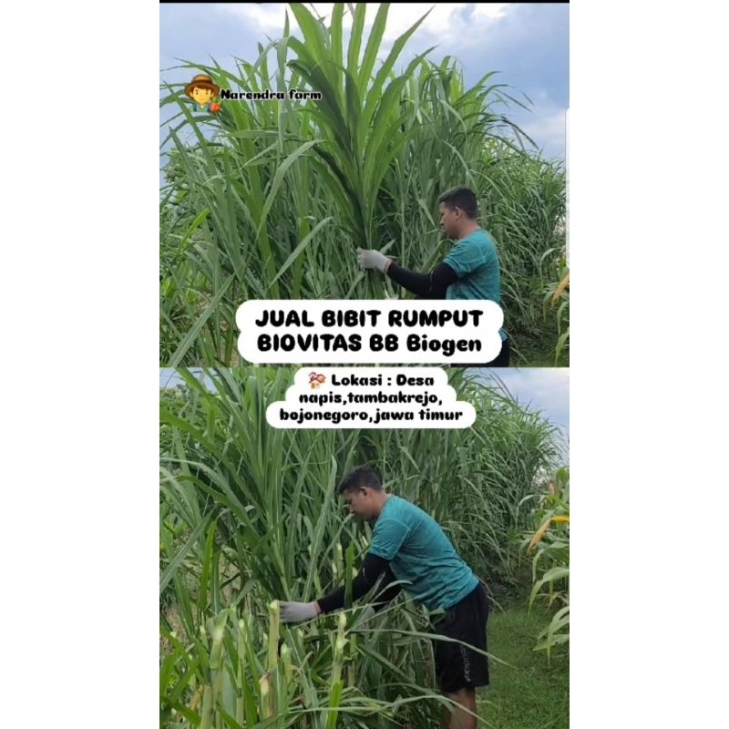 Jual BiBIT RUMPUT BIOVITAS BB BIOGEN 100 PCS/Stek | Shopee Indonesia
