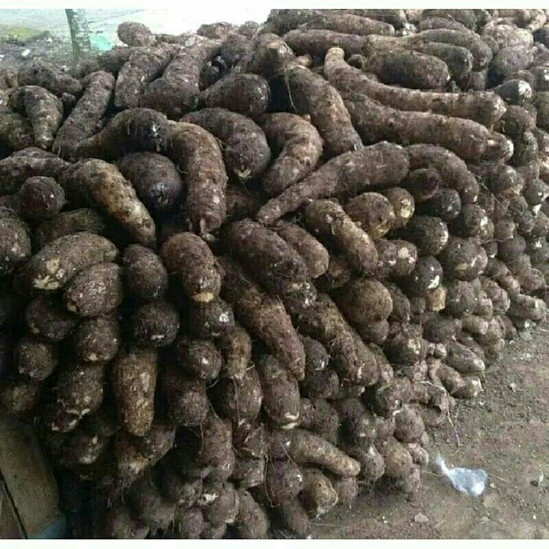 Jual talas kimpul, talas gajah/ 1kg | Shopee Indonesia