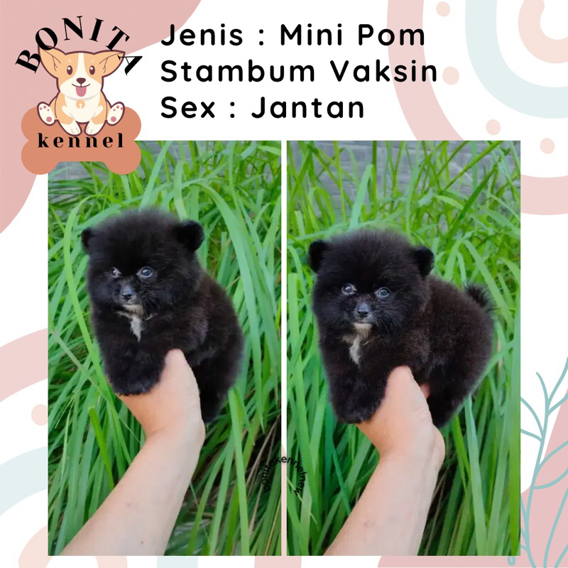 Jual Mini Pom Stambum White Black Particolor Jantan Betina Anak Anjing ...
