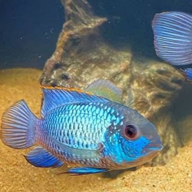 Jual ikan Electric blue Acara EBA hiasan cichlid unik lucu biru menyala ...