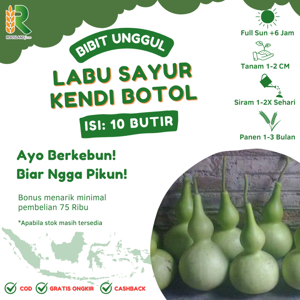 Jual BENIH LABU SAYUR KENDI BOTOL SIAP SEMAI SUPER (10 BUTIR) | Shopee ...