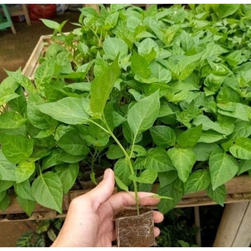 Jual Paket 10 Batang Bibit Cabe Rawit ORI 212 Siap Tanam | Shopee Indonesia