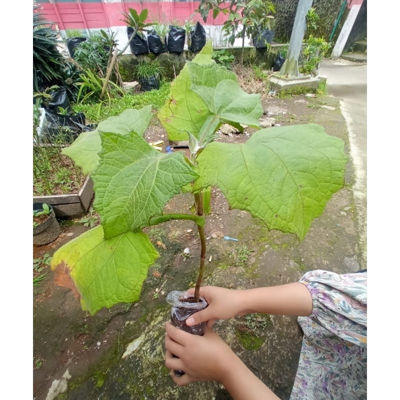 Jual Bibit Tanaman Umbi Yakon Tinggi 10-60cm | Shopee Indonesia