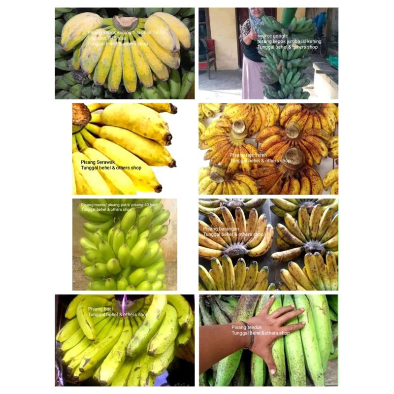 Jual Bibit pisang kepok jumbo kuning pisang kepok pisang raja sereh ...