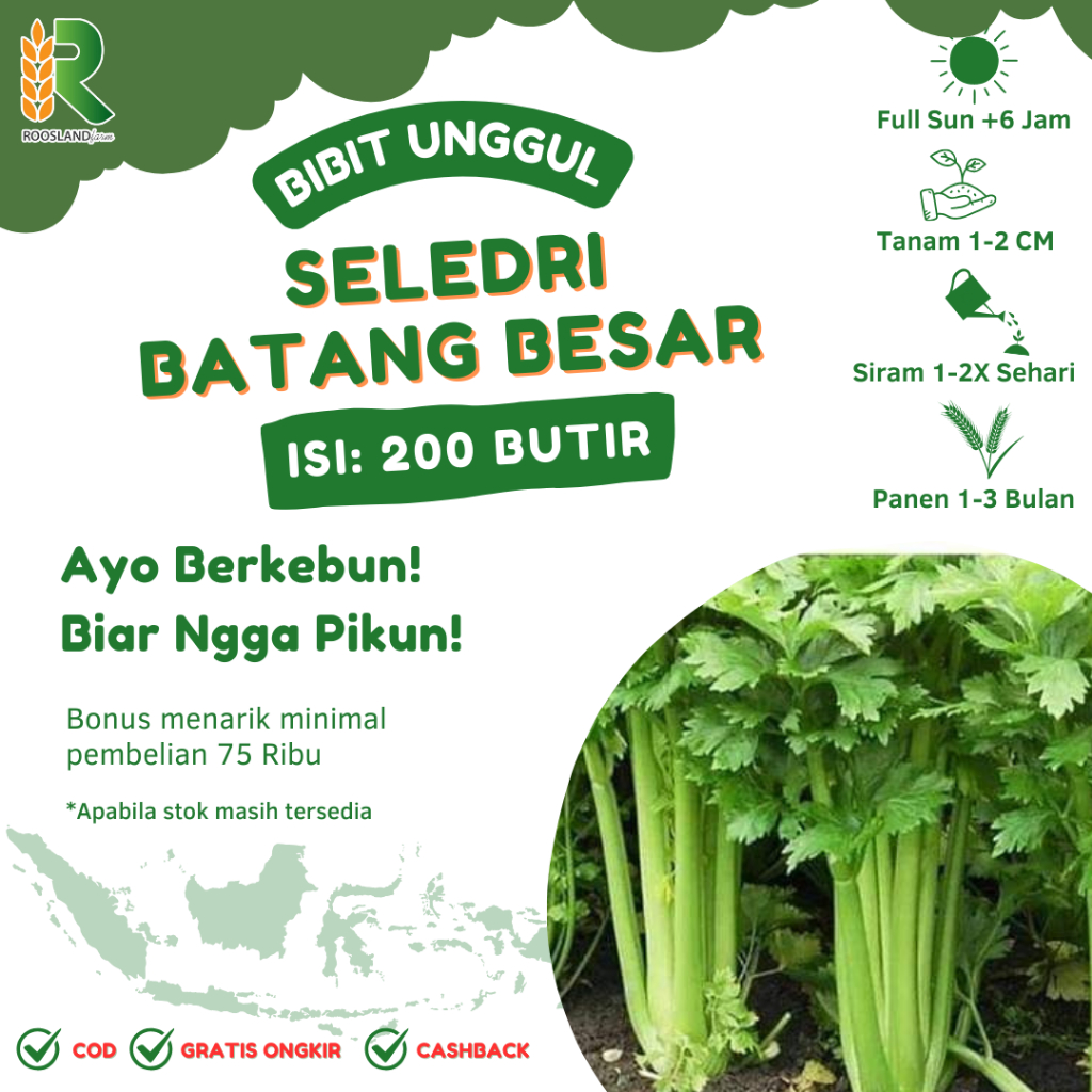 Jual (200 BUTIR) BENIH BIJI SELEDRI BATANG BESAR TALL ULTAH KUALITAS ...