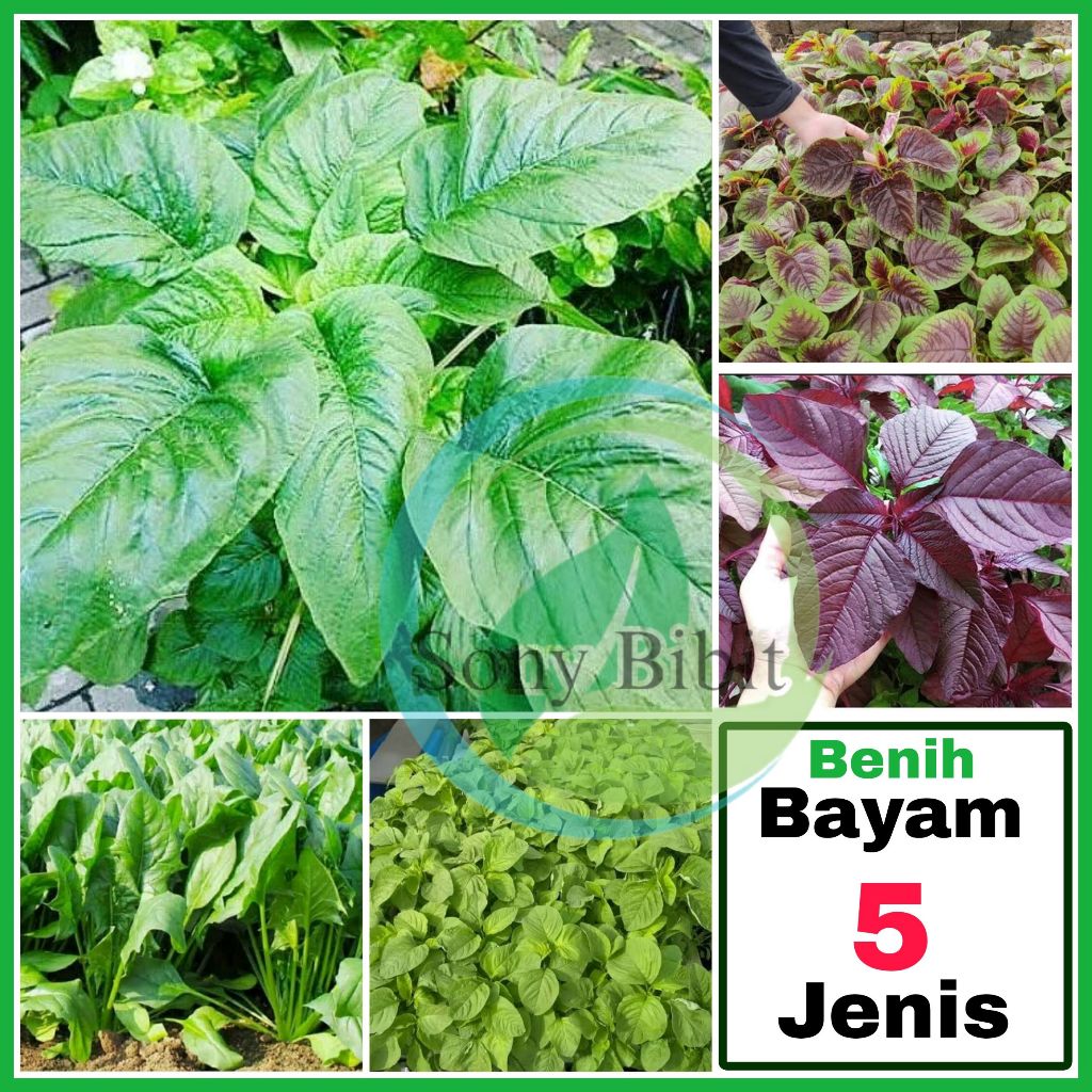 Jual Paket 5 Jenis Benih Bayam Sayuran Kemasan Ekonomis | Shopee Indonesia