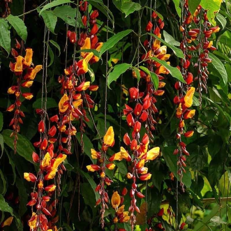 Jual Tanaman Rambat Flame of Irian Coklat / Indian Clock Vine Plants ...
