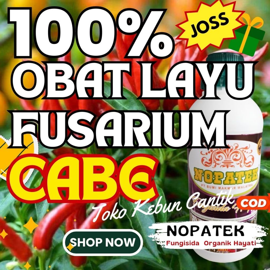 Jual NOPATEK Obat Layu Fusarium Cabai Ampuh – Fungisida Organik Hayati ...