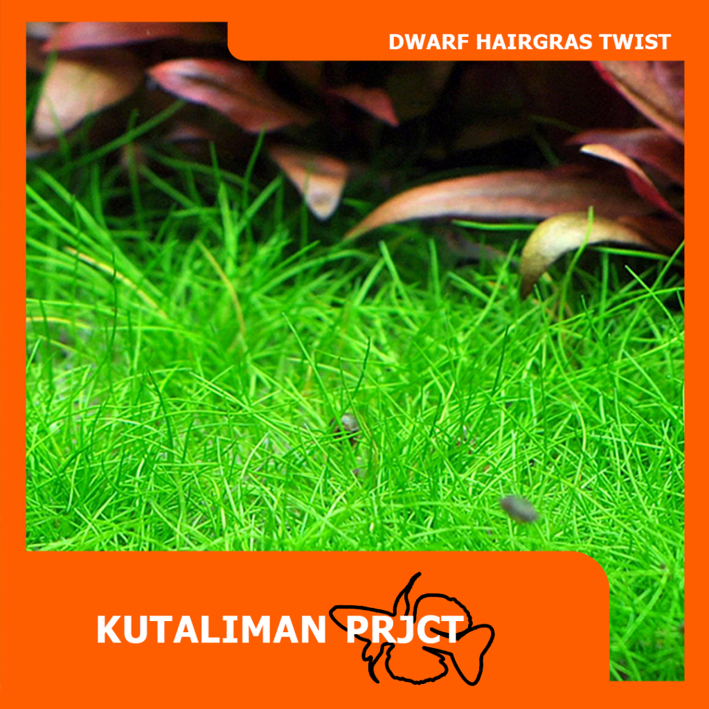 Jual HAIRGRASS DWARF MINI TWIST (ELEOCHARIS PARVULA MINI) | Shopee ...