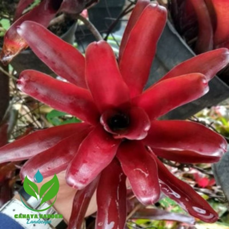 Jual Tanaman hias bromelia - Tanaman bromelia merah | Shopee Indonesia