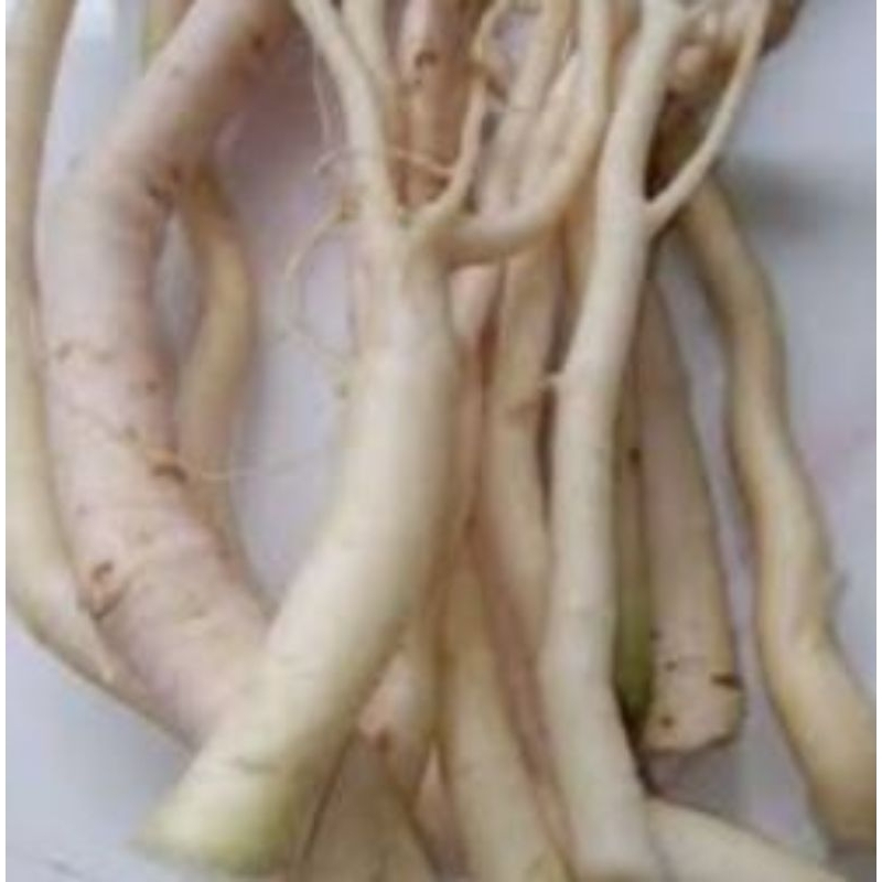 Jual akar pepaya 500 g | Shopee Indonesia