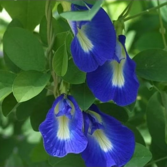 Jual Tanaman Bunga Telang (Biru/Ungu) / Butterfly Pea Plants / Clitoria ...