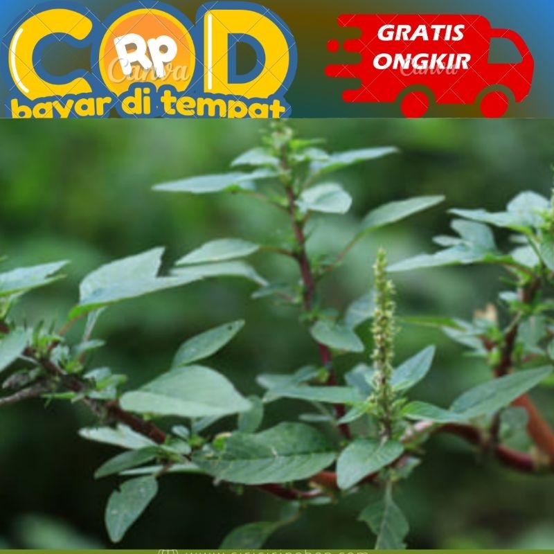 Jual daun bayam duri segar dicabut beserta akar akarnya 300 gram | Shopee Indonesia