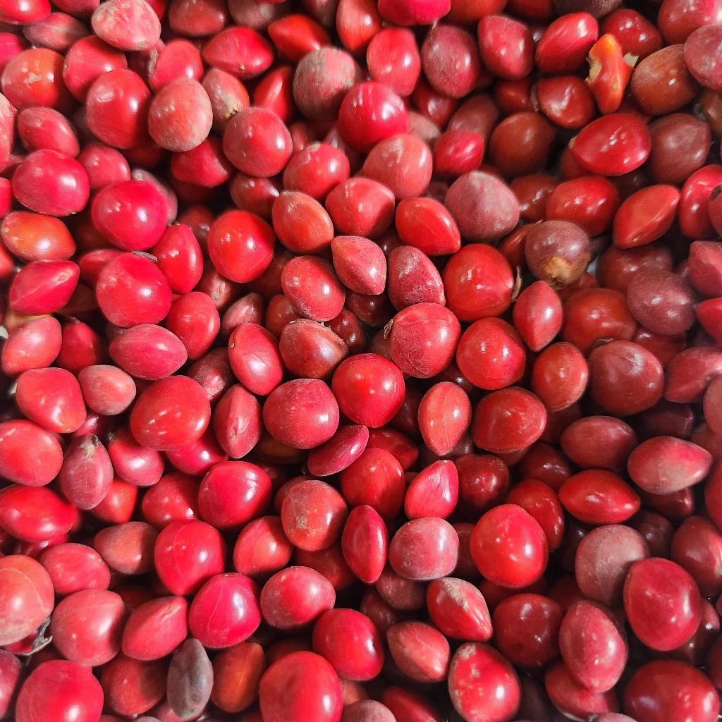 Jual (1kg) Biji Saga Merah Sogo Saga Rambat | Shopee Indonesia