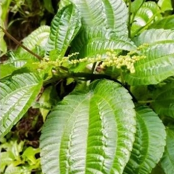 Jual Daun poh pohan Asli segar Baru Petik 250 gr | Shopee Indonesia