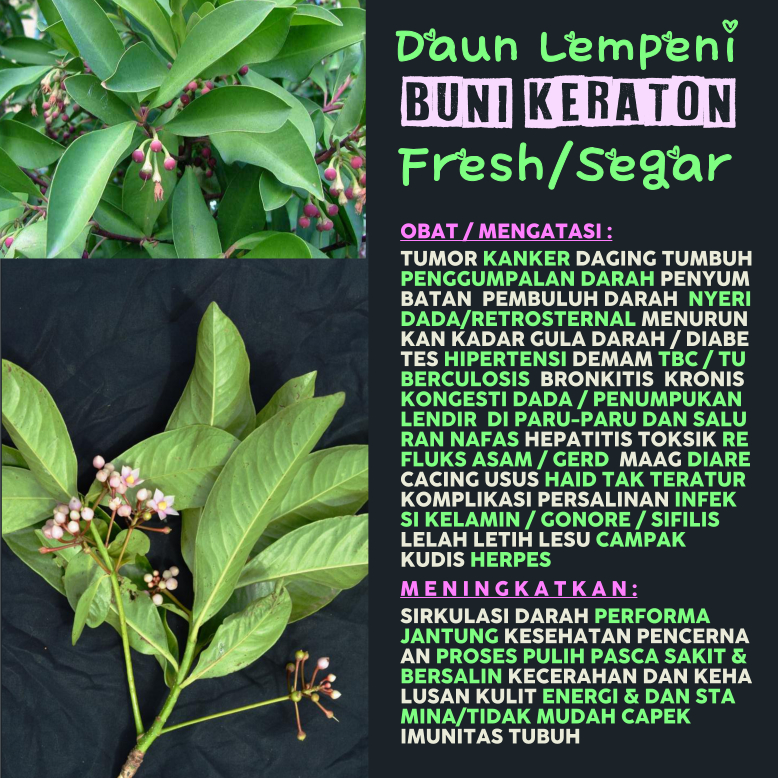 Jual Vacuum-Packed Daun Lempeni Buni Keratoin Segar Obat Kanker Tumor ...