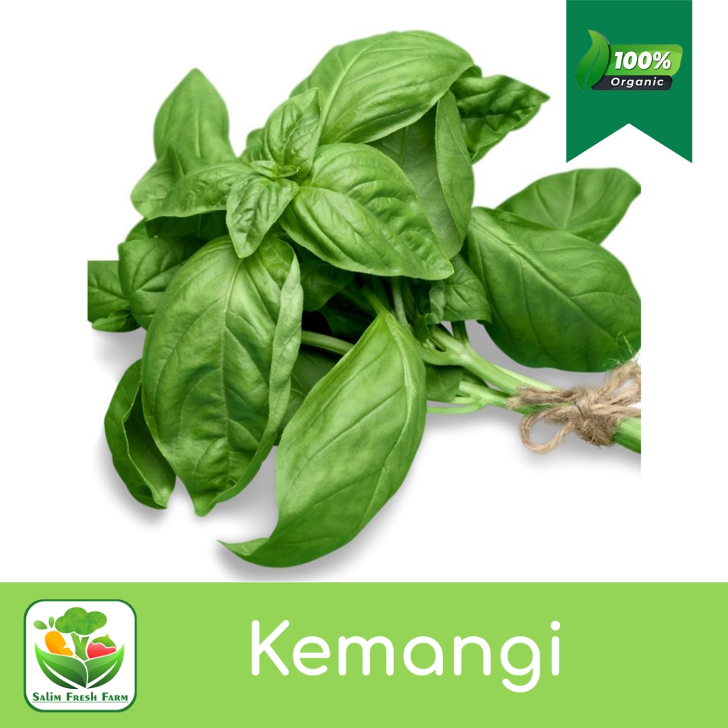 Jual Kemangi super/Kemangi daun lebar/Kemangi lalapan/Kemangi segar ...