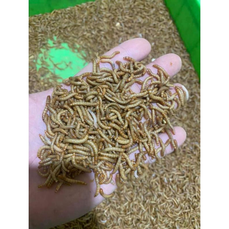 Jual Ulat hong Fresh/ Pakan burung Premium 200 gram Murni | Shopee ...